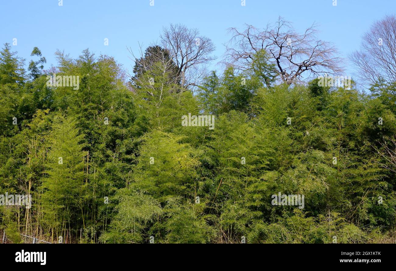 Bamboo forest at summer day in Nikko, Japan Stock Photo - Alamy