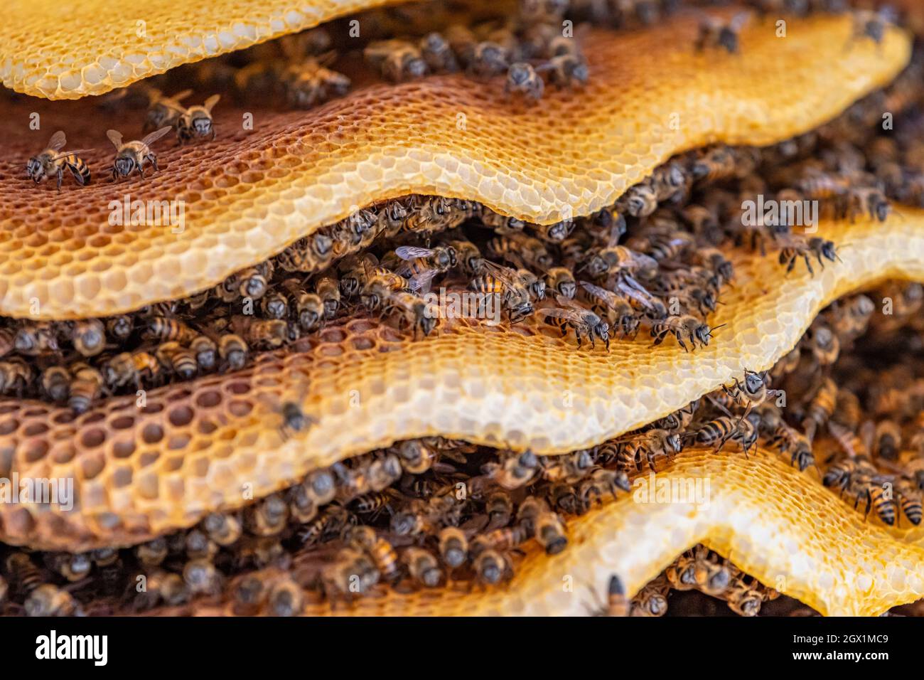 Lots of beehives hi-res stock photography and images - Alamy