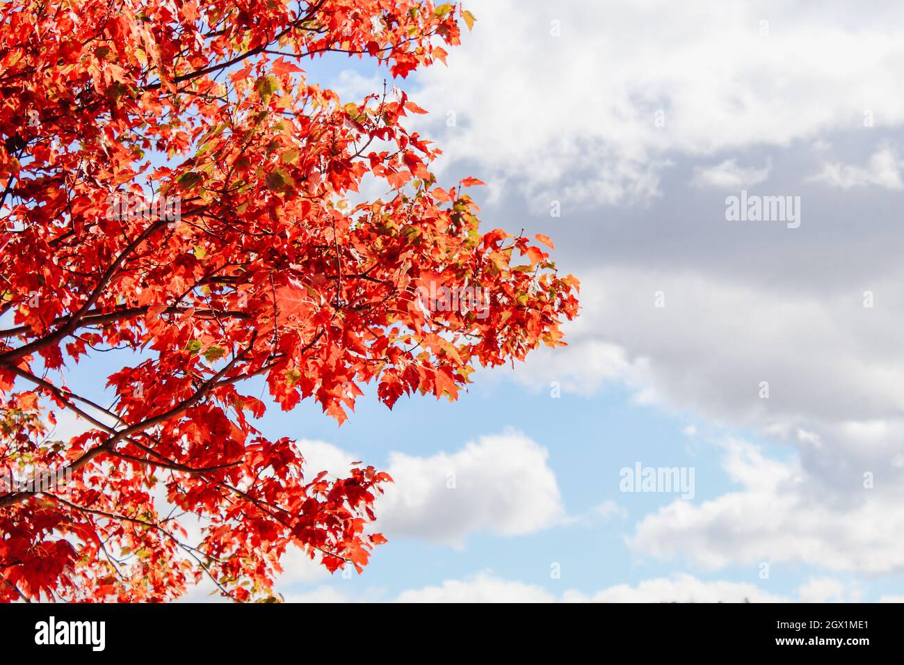 national park during fall in canada Stock Photo - Alamy