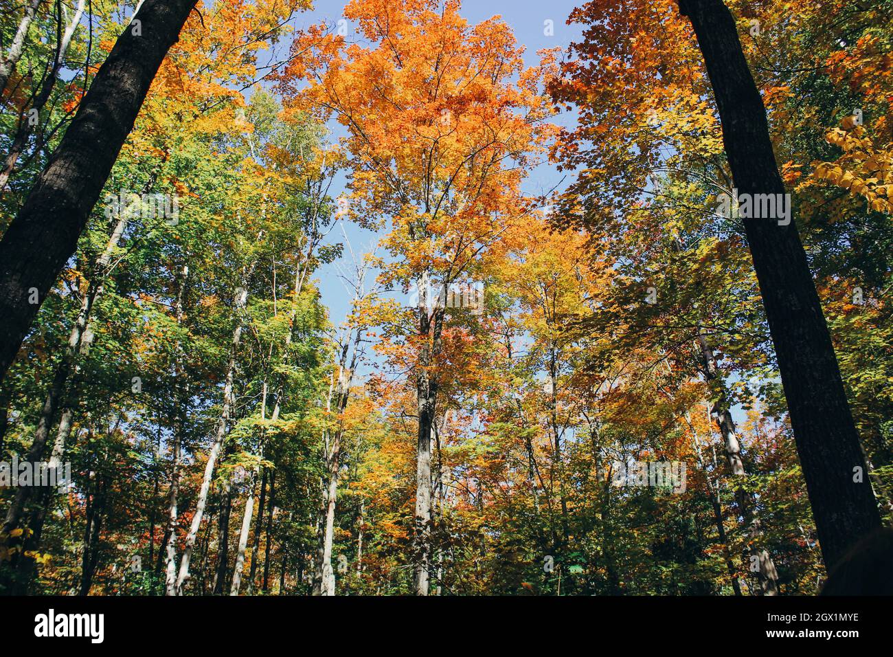 national park during fall in canada Stock Photo - Alamy