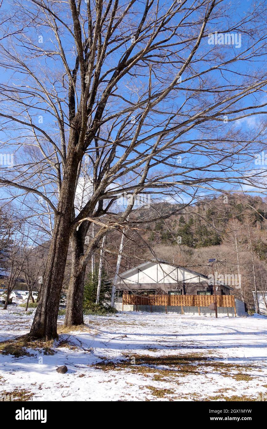 Winter forest of Nikko, Japan. Nikko is famous for its beautiful ...