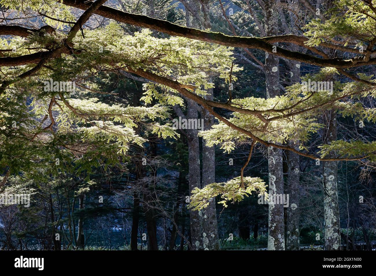 Winter forest of Nikko, Japan. Nikko is famous for its beautiful ...