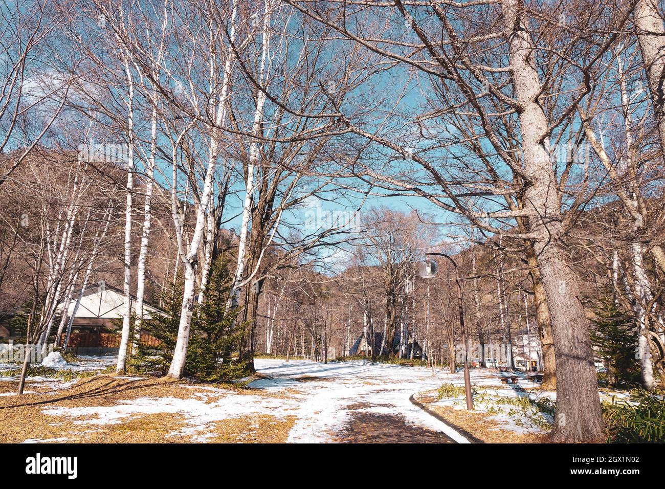 Winter forest of Nikko, Japan. Nikko is famous for its beautiful ...