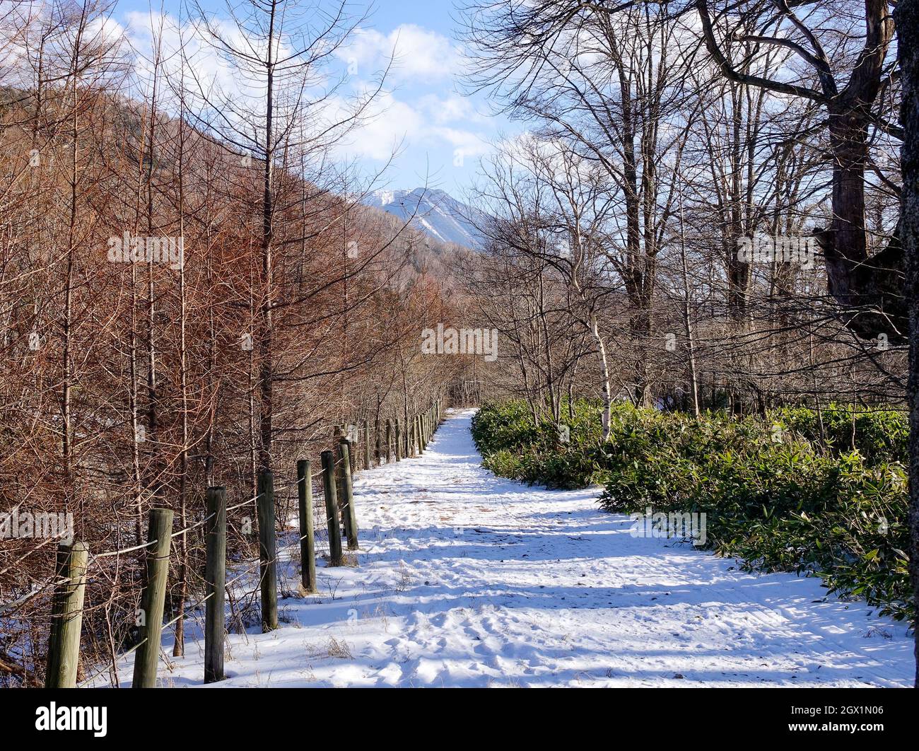 Winter forest of Nikko, Japan. Nikko is famous for its beautiful ...