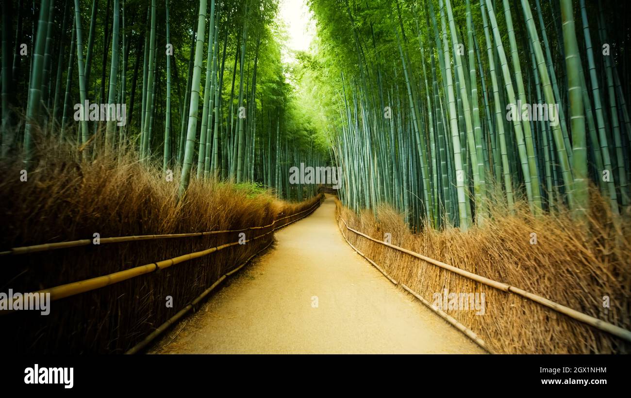 Bamboo grove in fall hi-res stock photography and images - Alamy