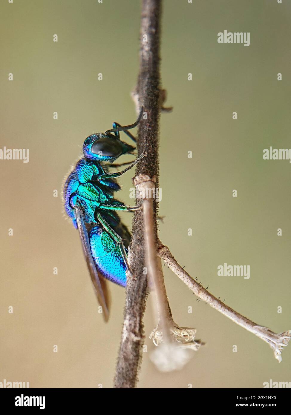 Rare bees hi-res stock photography and images - Alamy