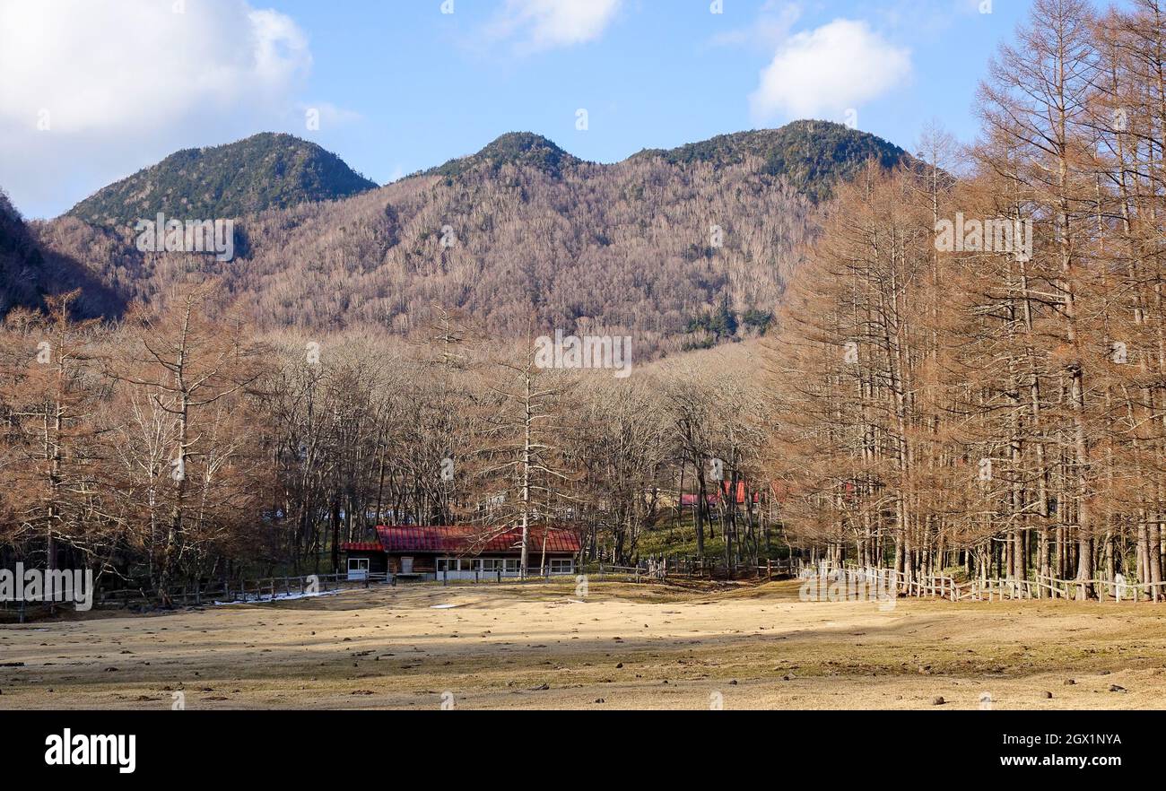 Winter forest of Nikko, Japan. Nikko is famous for its beautiful ...