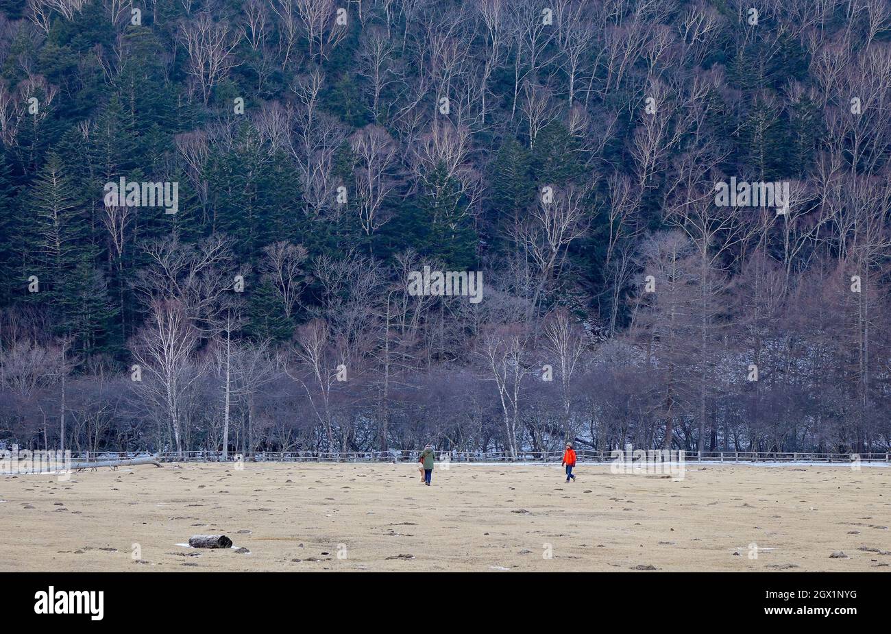Winter forest of Nikko, Japan. Nikko is famous for its beautiful ...