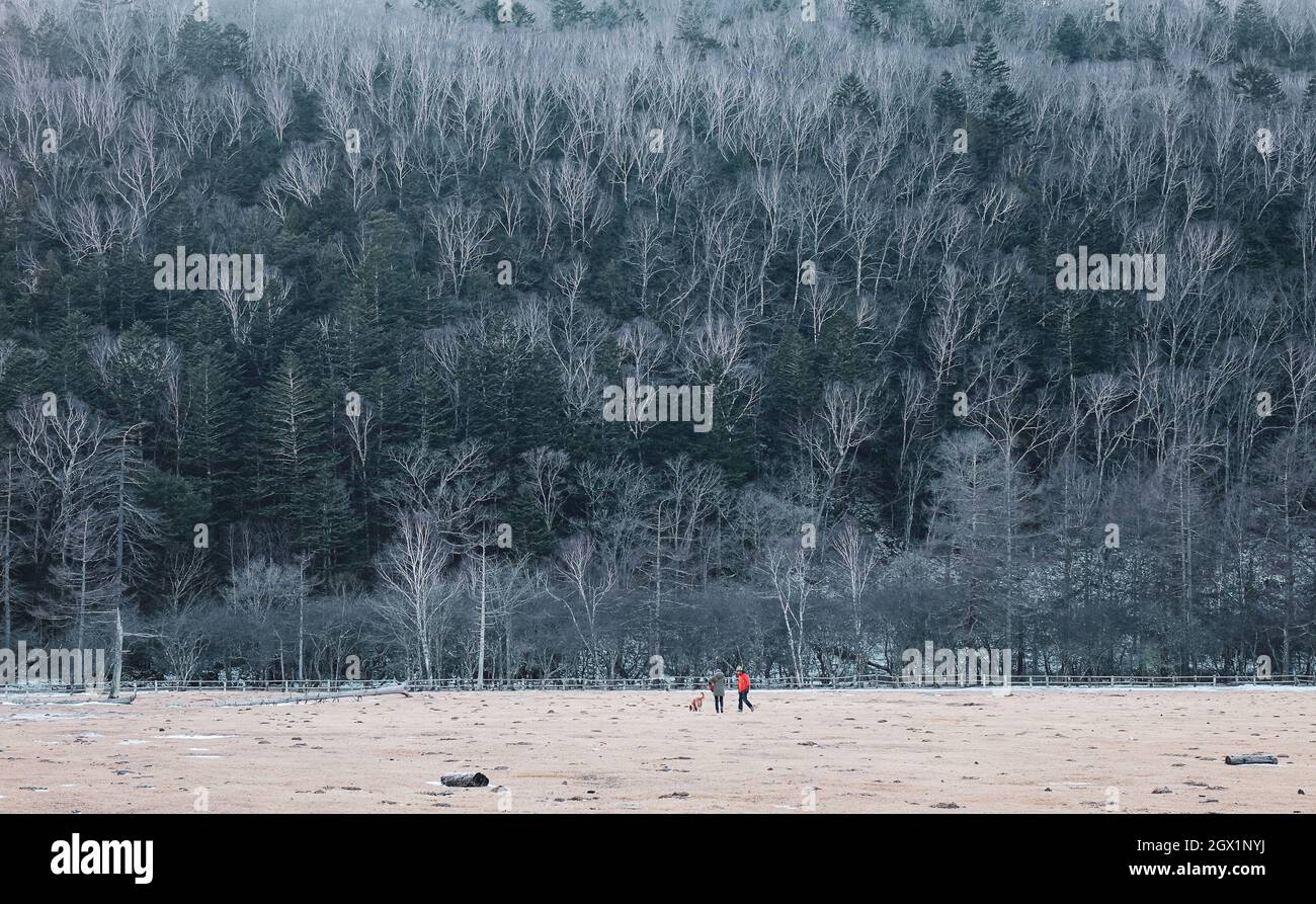 Winter forest of Nikko, Japan. Nikko is famous for its beautiful ...