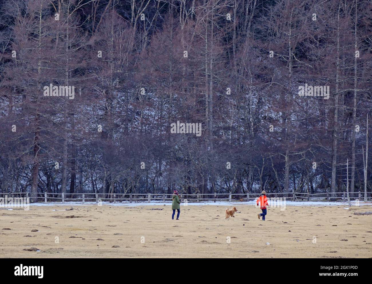 Winter forest of Nikko, Japan. Nikko is famous for its beautiful ...