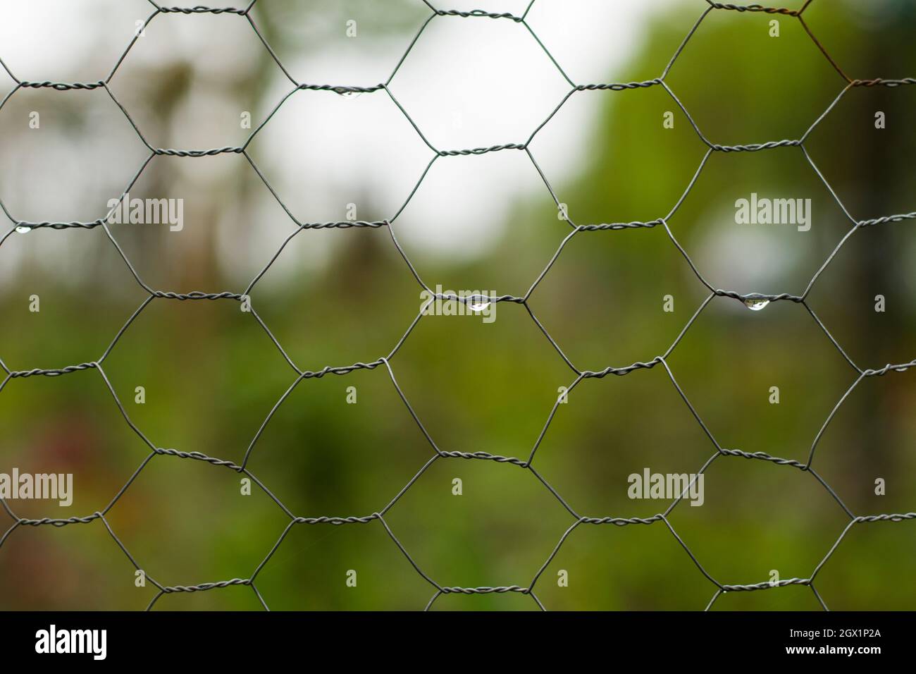 Rain on wire mesh hi-res stock photography and images - Alamy