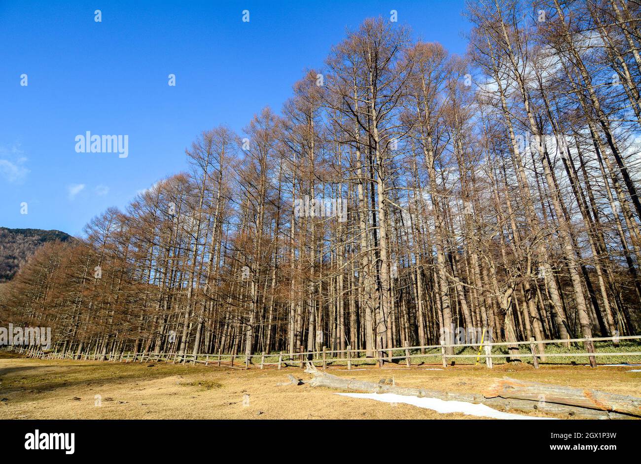 Winter forest of Nikko, Japan. Nikko is famous for its beautiful ...