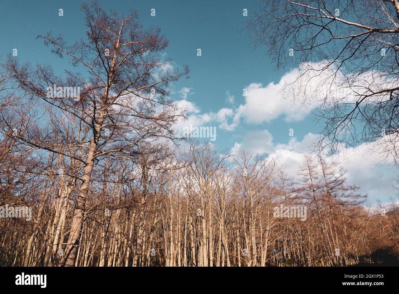 Winter forest of Nikko, Japan. Nikko is famous for its beautiful ...