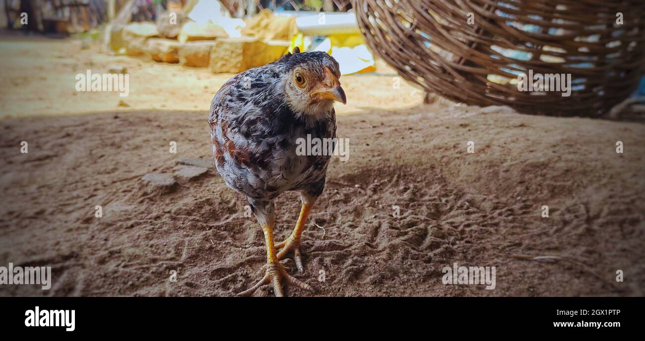 Hen india hi-res stock photography and images - Alamy