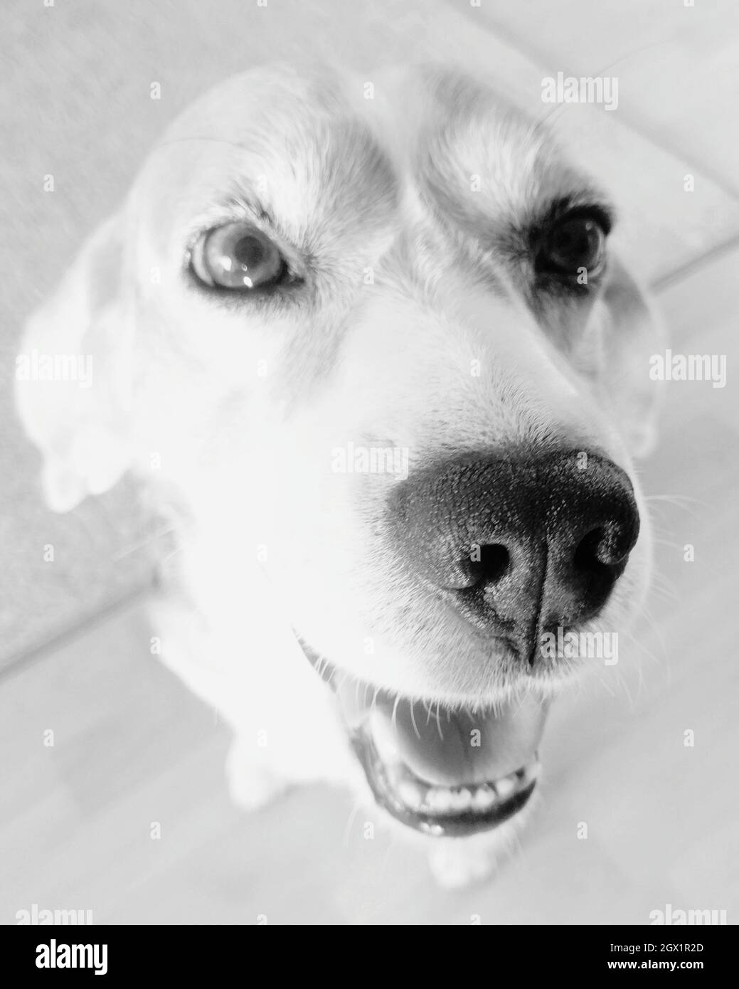 Beagle Nose High Resolution Stock Photography and Images - Alamy