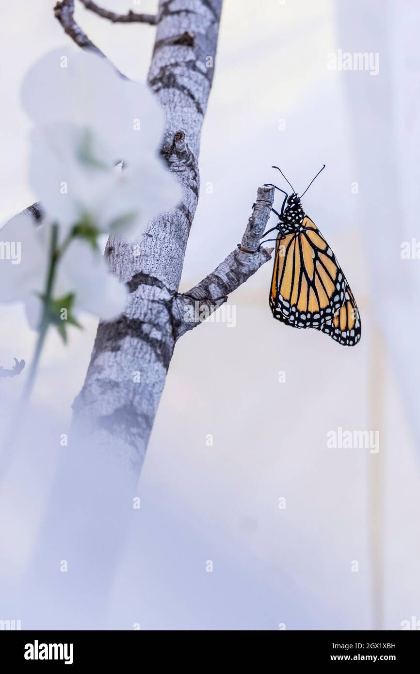 Western Monarch Butterfly, Danaus plexippus, side view close up in a ...