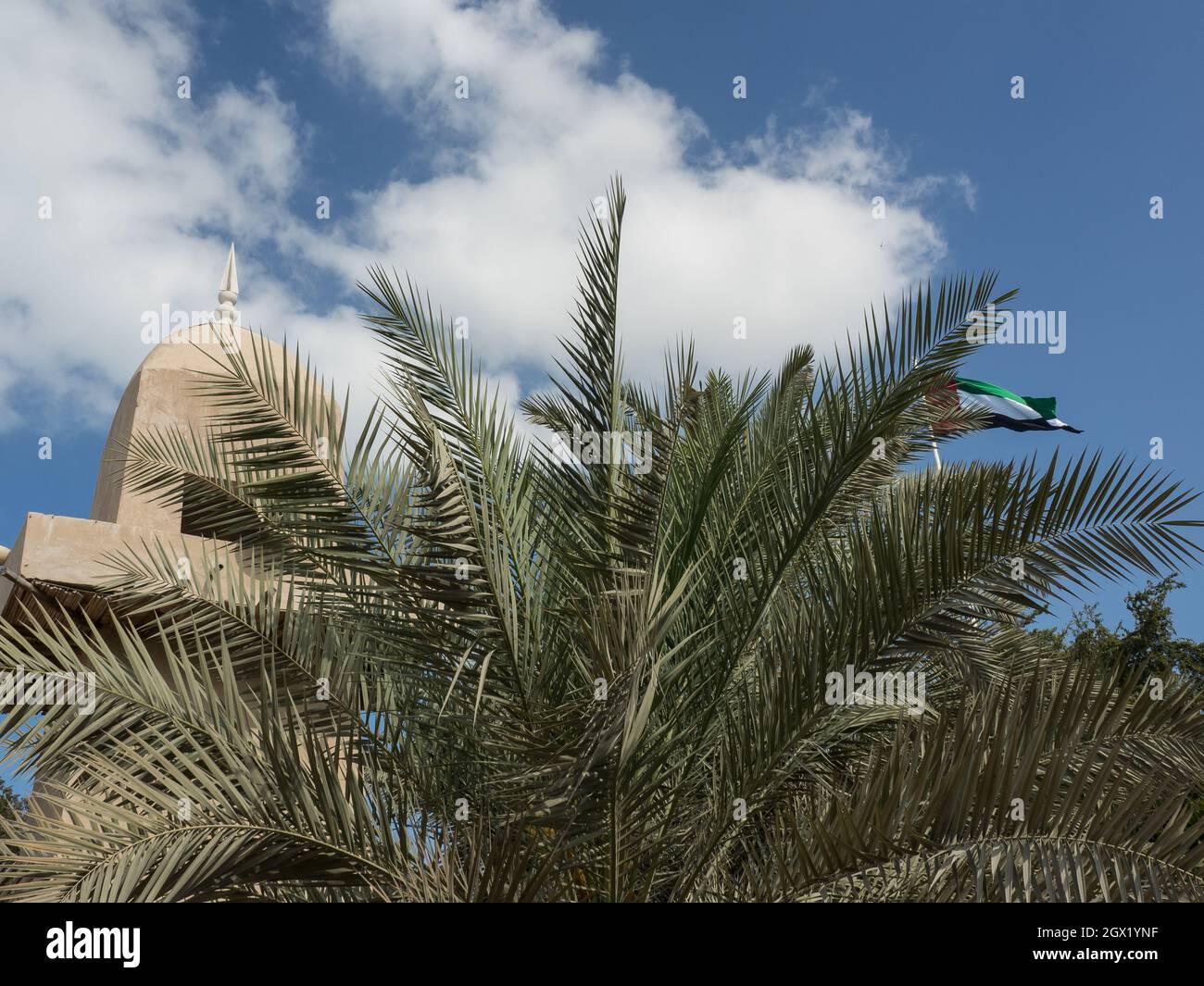 Abu dhabi date tree hi-res stock photography and images - Alamy