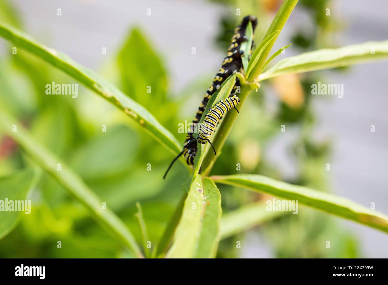 Two Western Monarch Caterpillars at different stages of development ...
