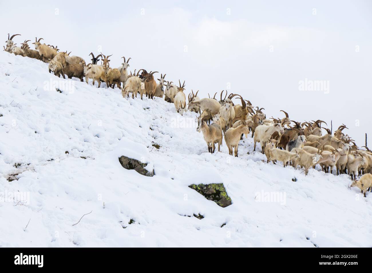 Georgia Farm Goat High Resolution Stock Photography and Images - Alamy