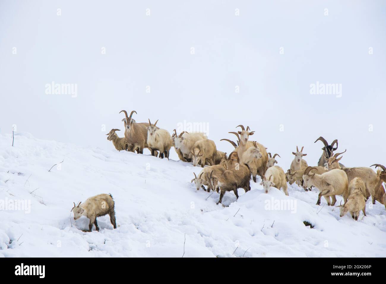 Georgia farm goat hi-res stock photography and images - Alamy