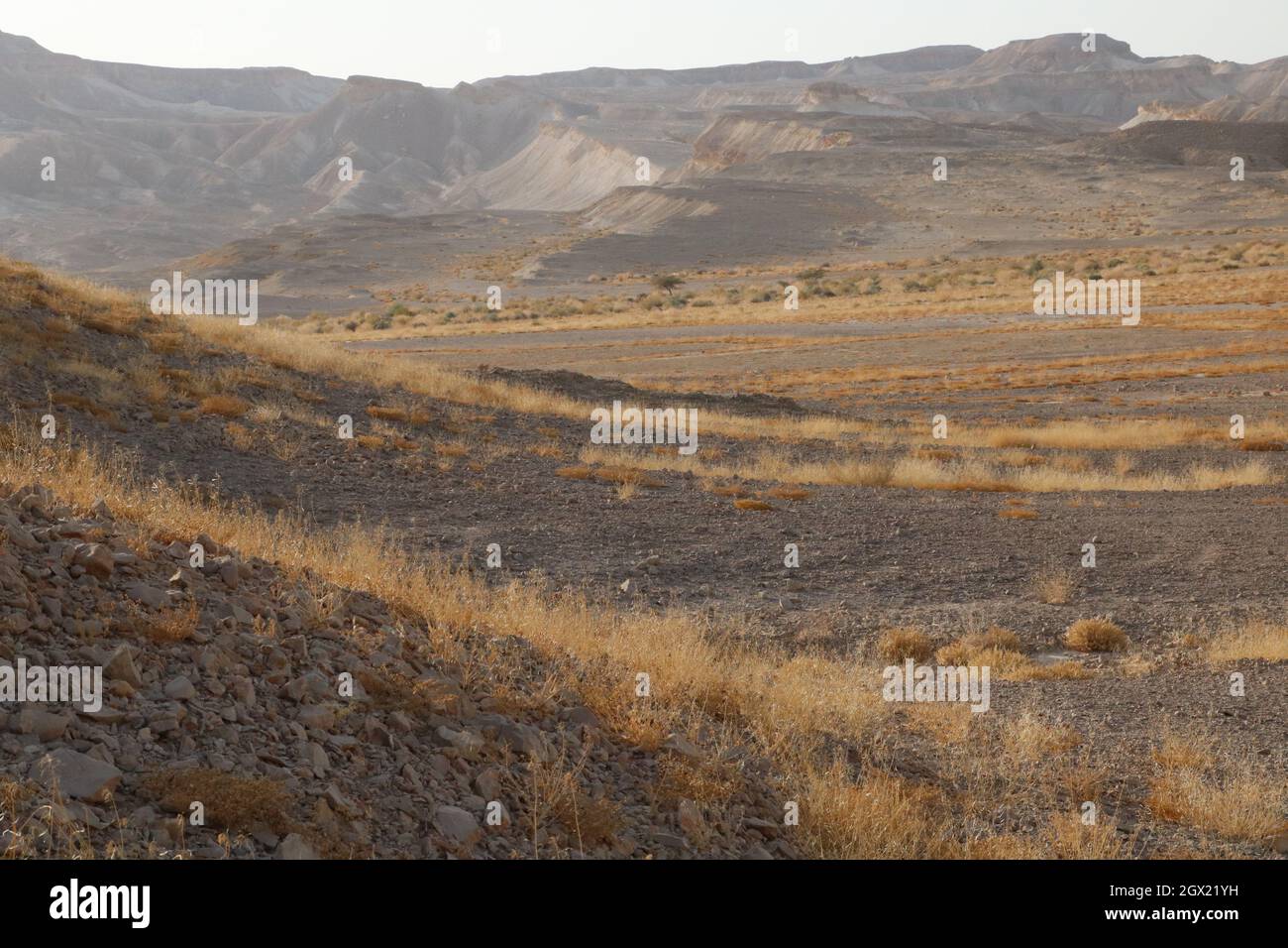 Semi desert animals hi-res stock photography and images - Alamy