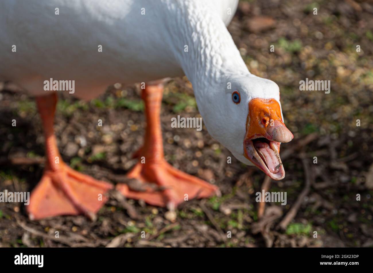 Angry goose isolated hi-res stock photography and images - Alamy