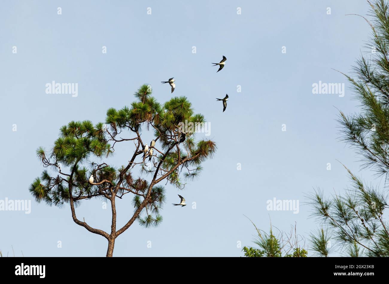 Swallow tailed kites in tree hi-res stock photography and images - Alamy