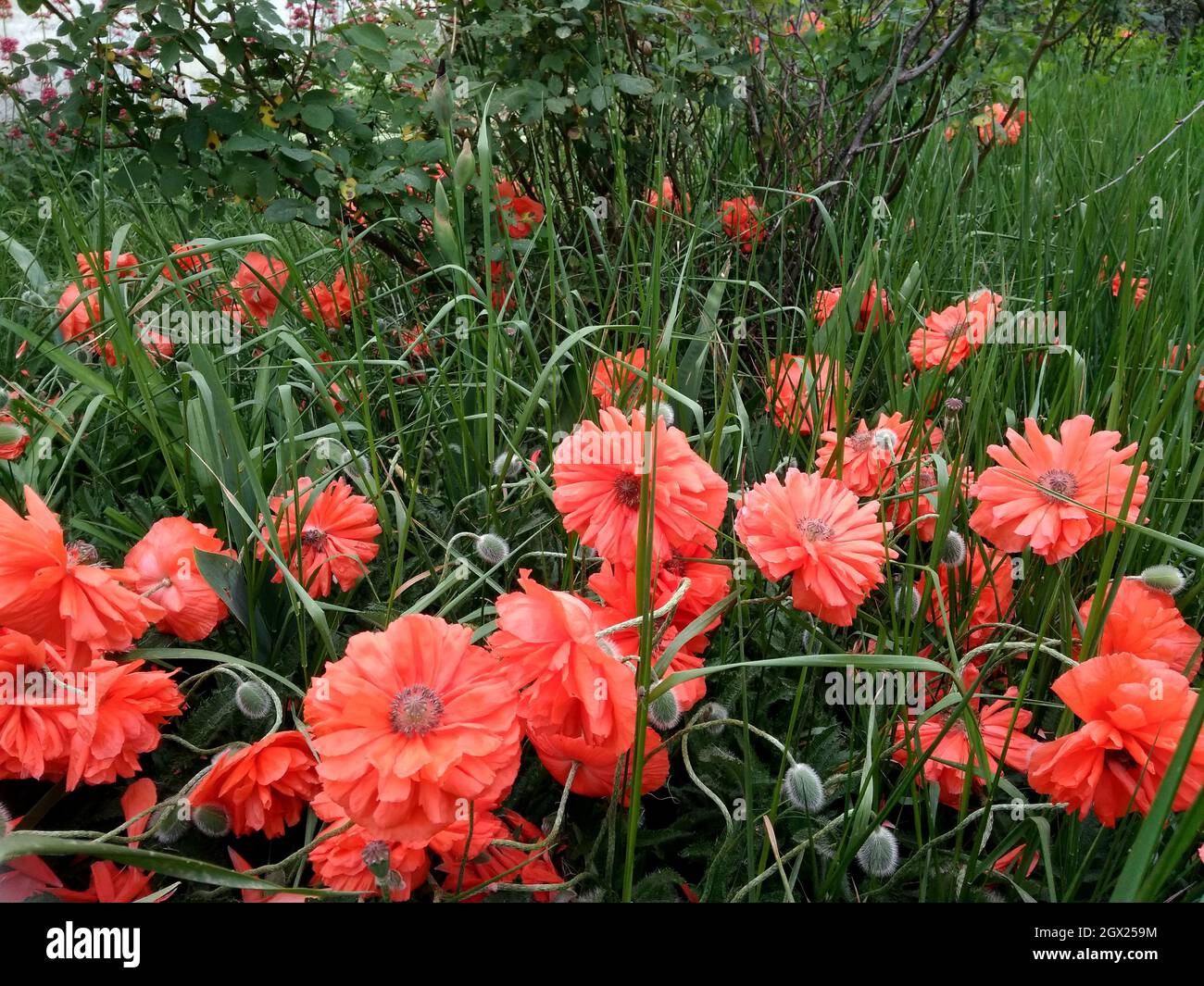 Papaver. Red terry poppy. A rare garden plant. Glade with poppies Stock ...