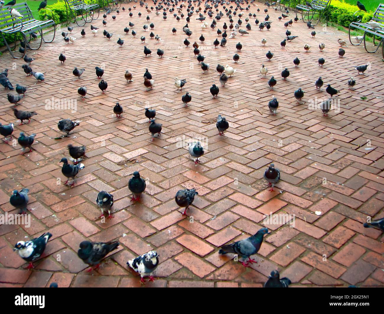 Pigeons seat hi-res stock photography and images - Alamy