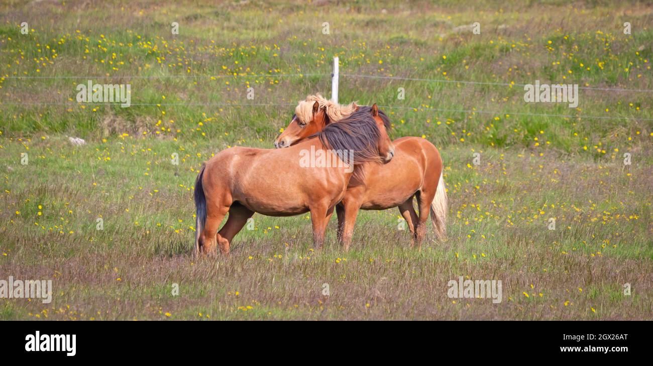 Horses are cuddling hi-res stock photography and images - Alamy