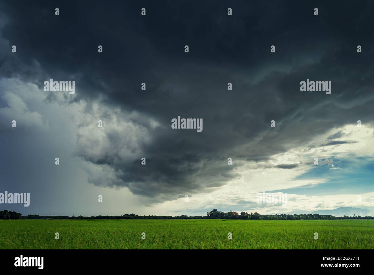 Storm clouds on rice field in rainy season Stock Photo - Alamy