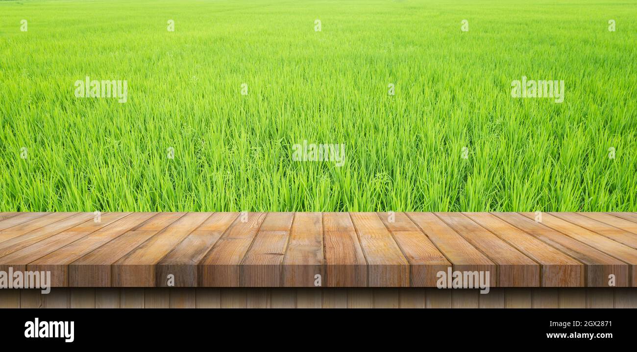 paddy rice and Empty wood table in rice field with copy space, display ...