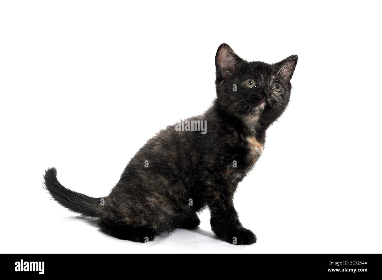 a black spotted purebred kitten sits on a white isolated background ...