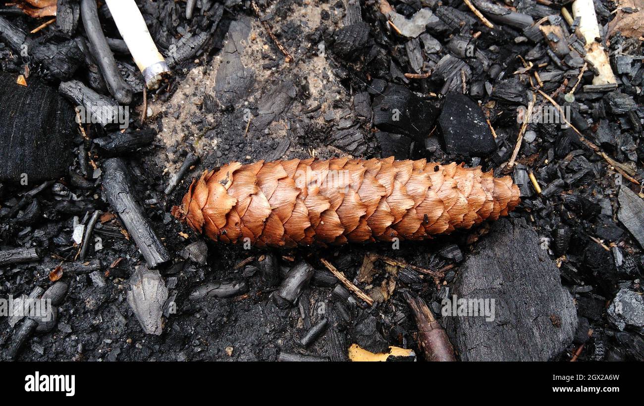Burnt pine cone hi-res stock photography and images - Alamy