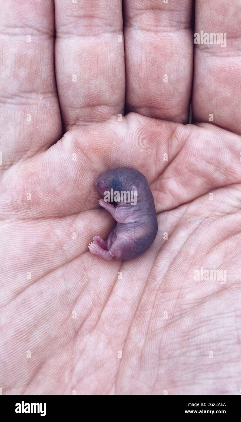 Pinky mouse animal hi-res stock photography and images - Alamy