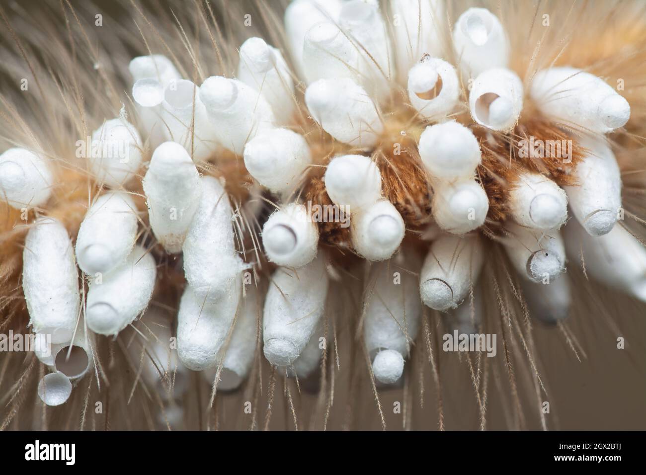 Pupae shell hi-res stock photography and images - Alamy