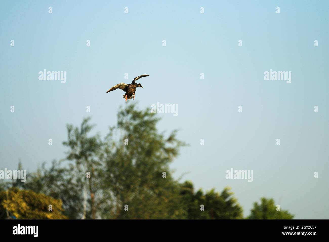 Low flying birds china hi-res stock photography and images - Alamy