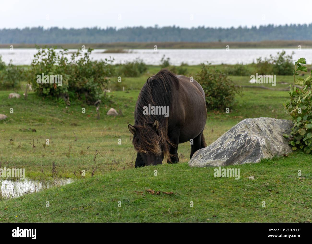 landscape with horses grazing on the shore of the lake, the inhabitants ...