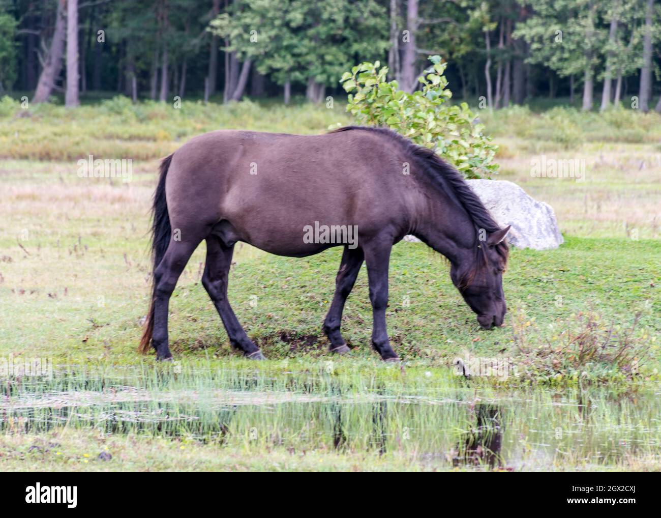 landscape with horses grazing on the shore of the lake, the inhabitants ...