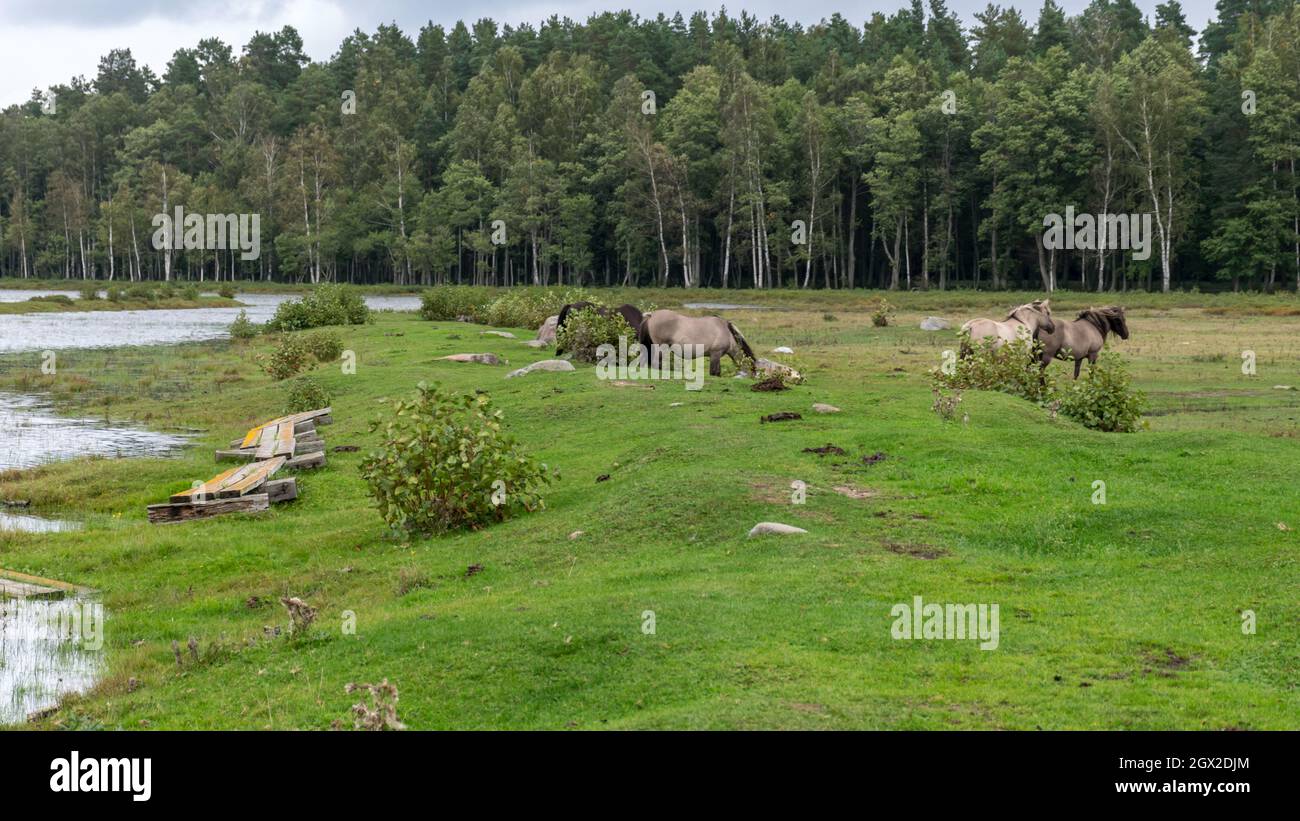 landscape with horses grazing on the shore of the lake, the inhabitants ...