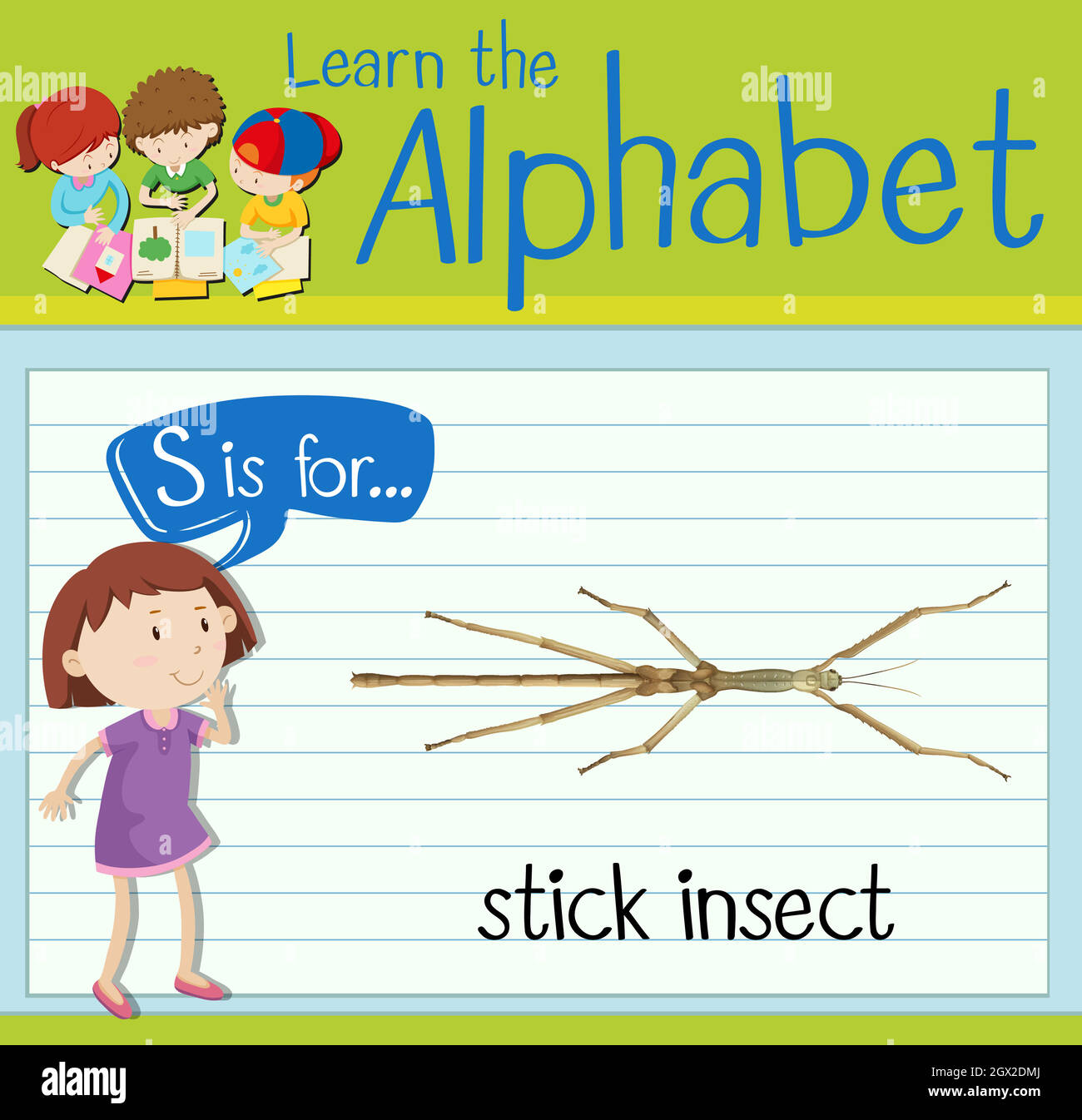 Flashcard letter S is for stick insect Stock Vector Image & Art - Alamy