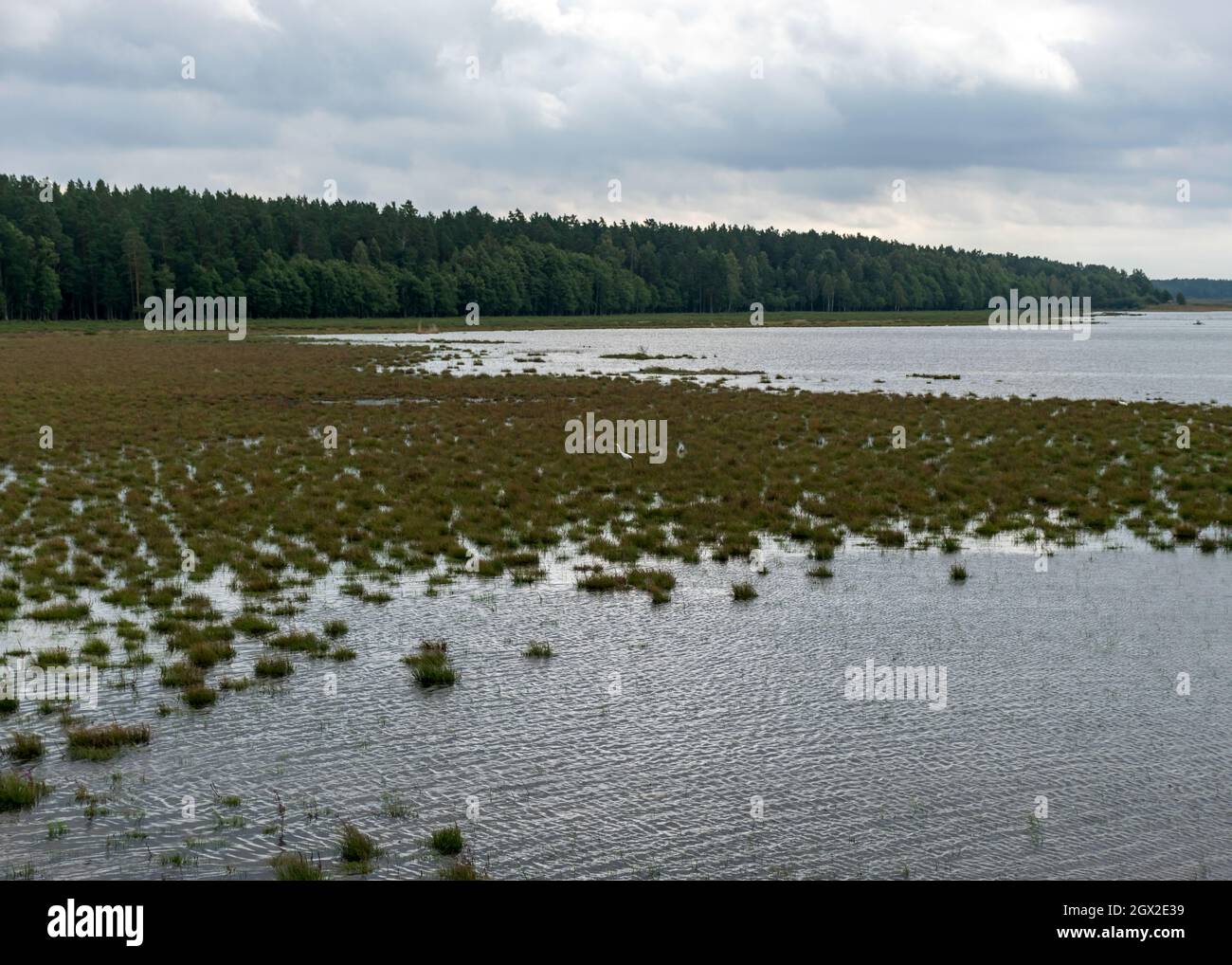cloudy day, gray clouds, landscape with lake and reeds by the lake ...