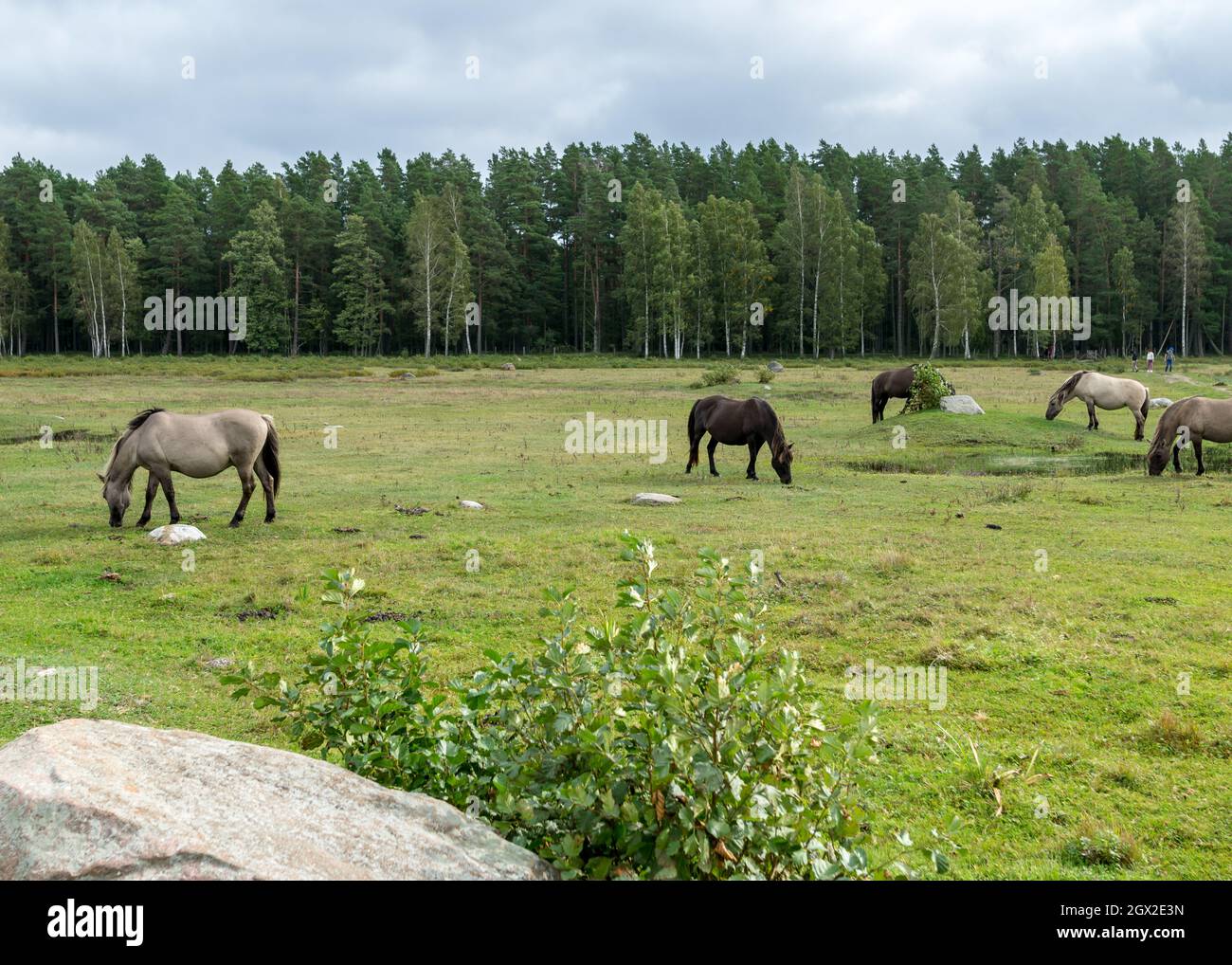 landscape with horses grazing on the shore of the lake, the inhabitants ...