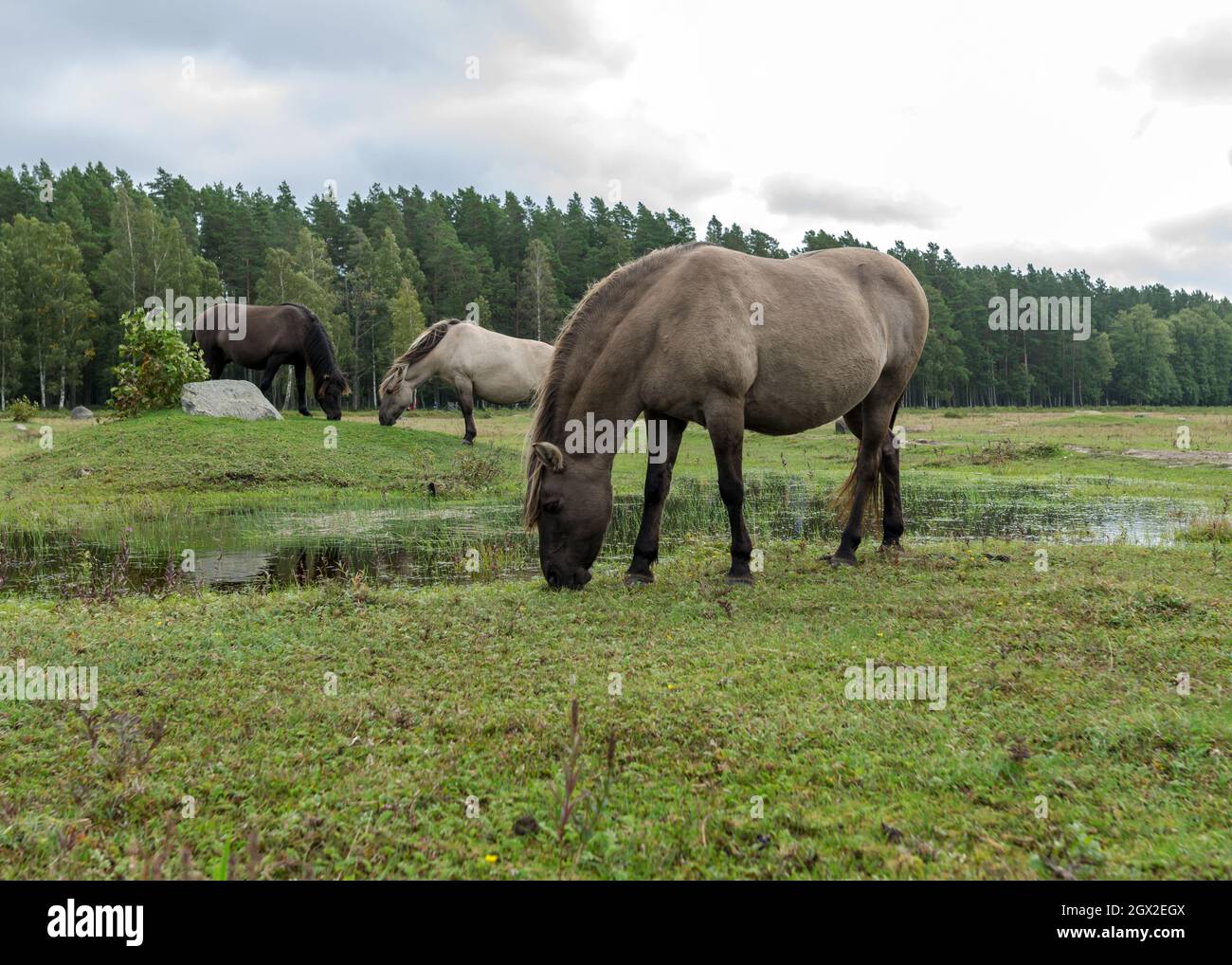 landscape with horses grazing on the shore of the lake, the inhabitants ...