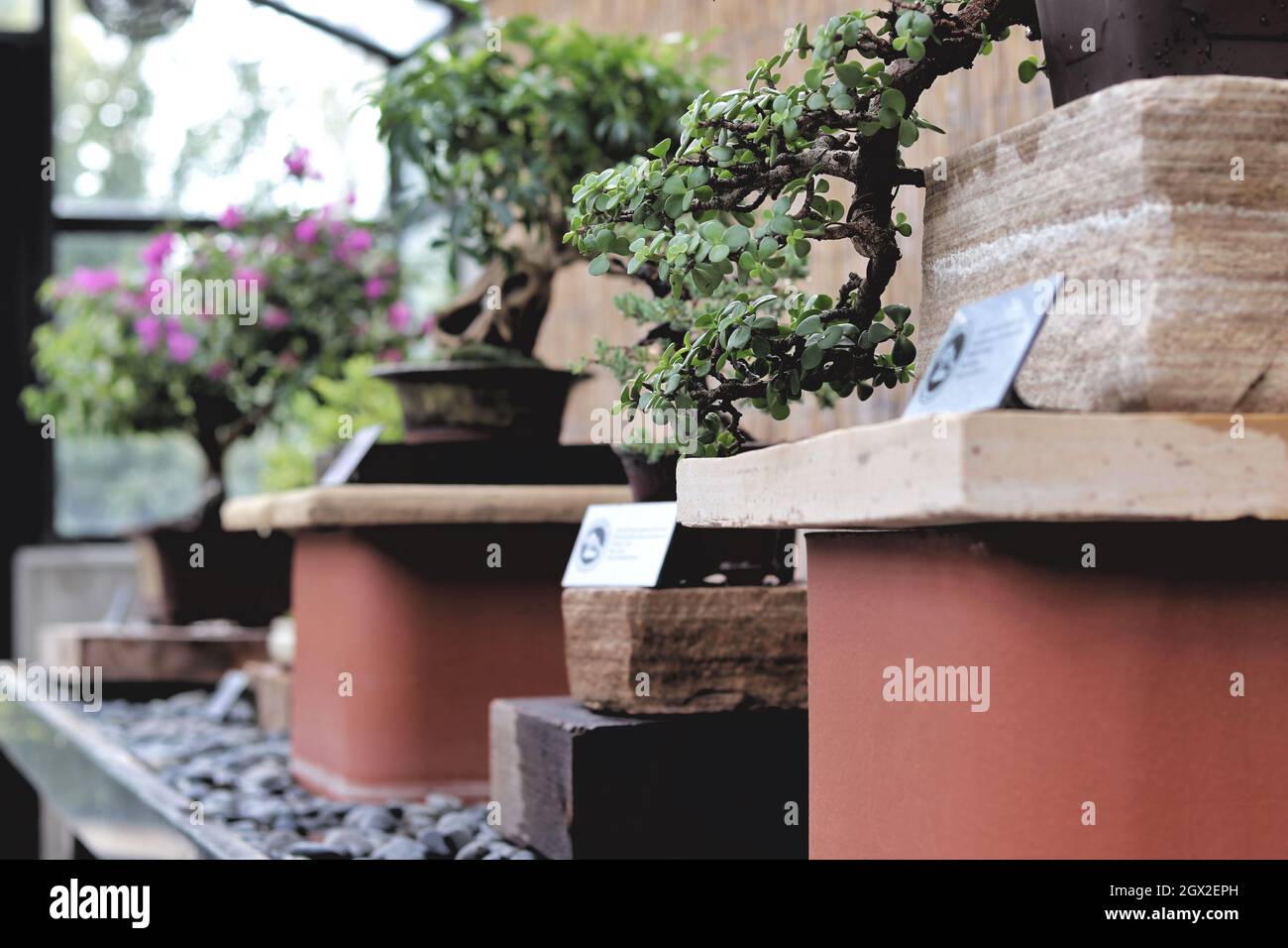 Japanese bonsai trees on display hi-res stock photography and images ...