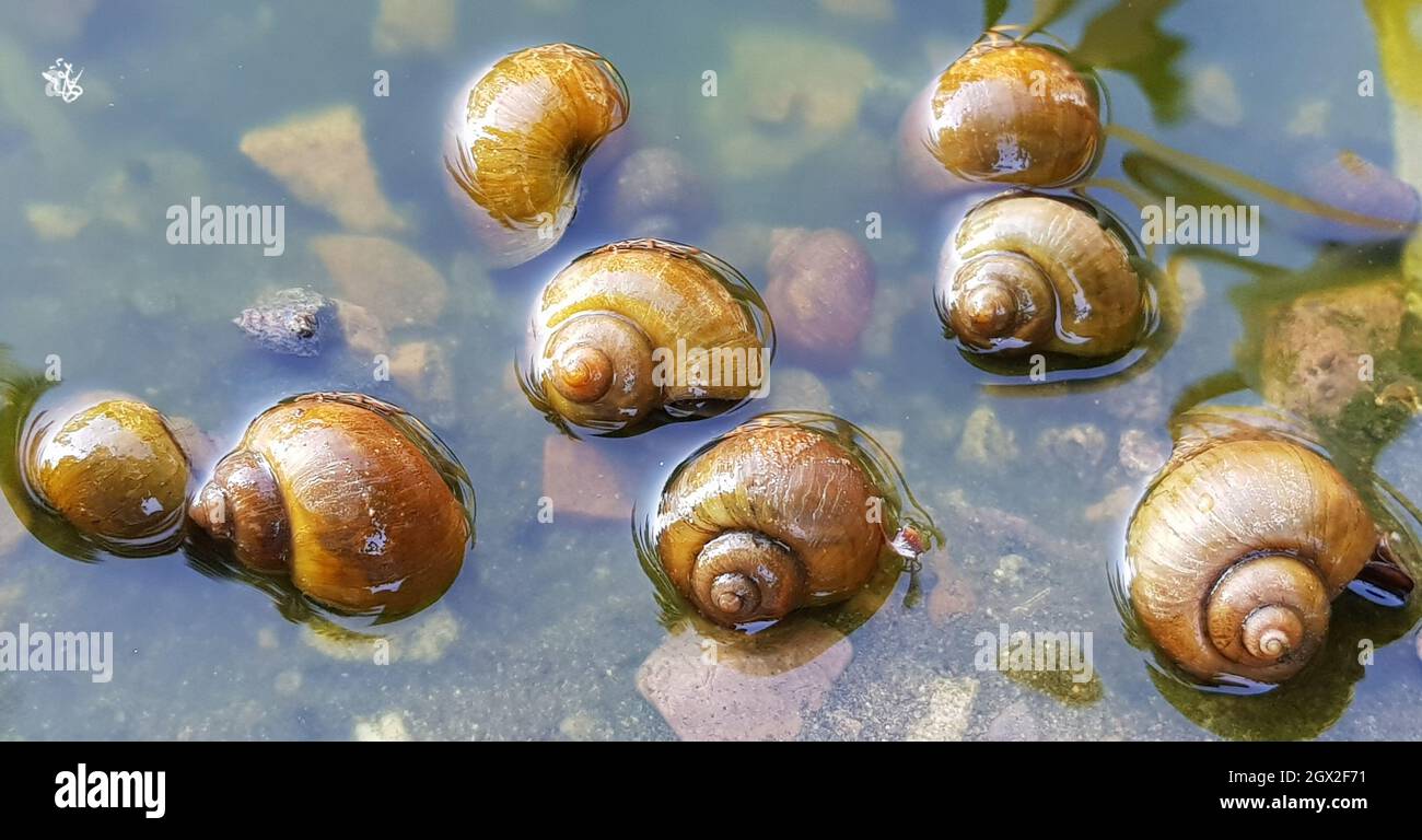 Saudi arabia sea shell hi-res stock photography and images - Alamy
