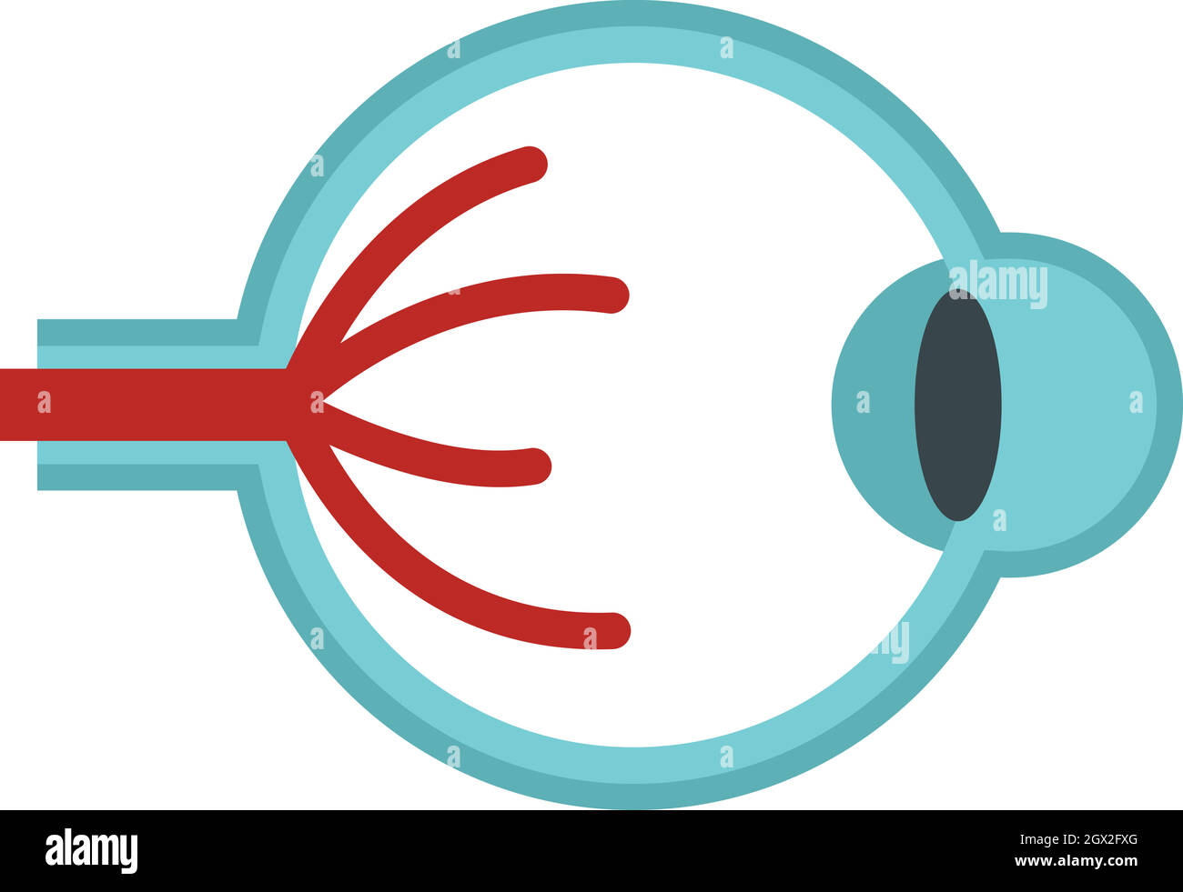 Eye anatomy icon, flat style Stock Vector Image & Art - Alamy