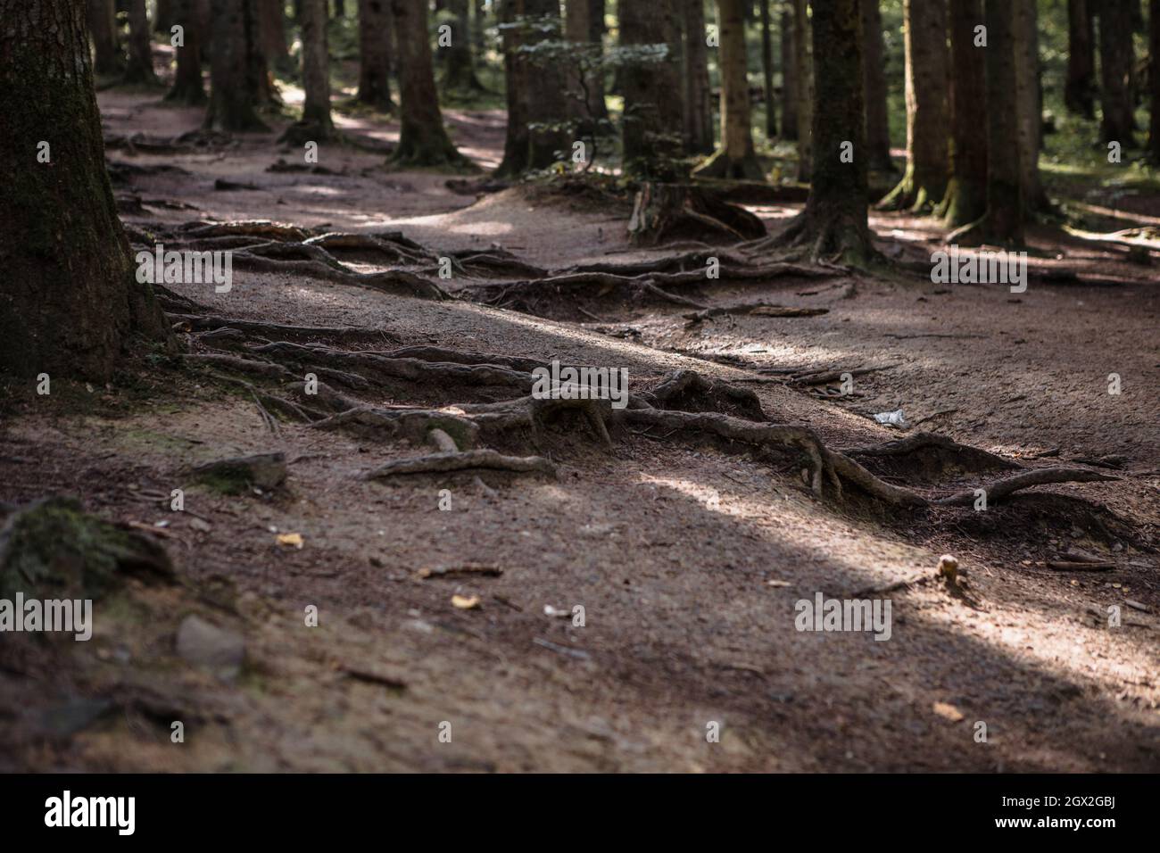 Forest landscape, trees and narrow path lit by soft sunrise light ...