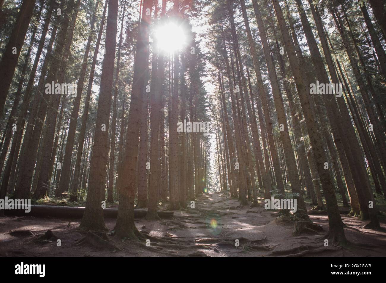 Forest landscape, trees and narrow path lit by soft sunrise light ...