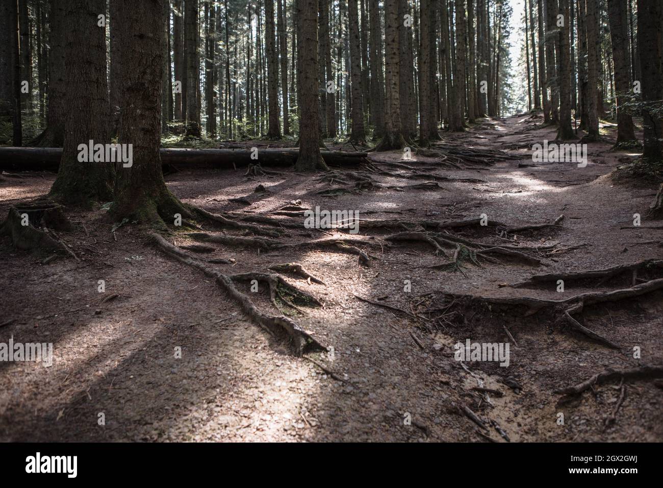 Forest landscape, trees and narrow path lit by soft sunrise light ...